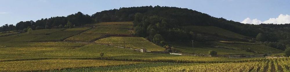 Buy Domaine Simon Bize Wine - VINVM