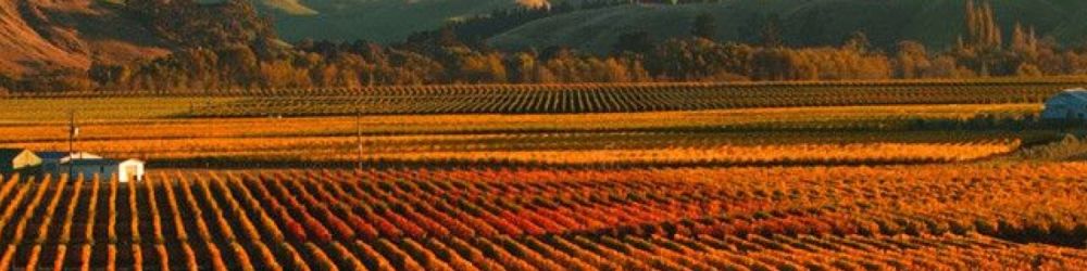 Buy Trinity Hill Wine - VINVM