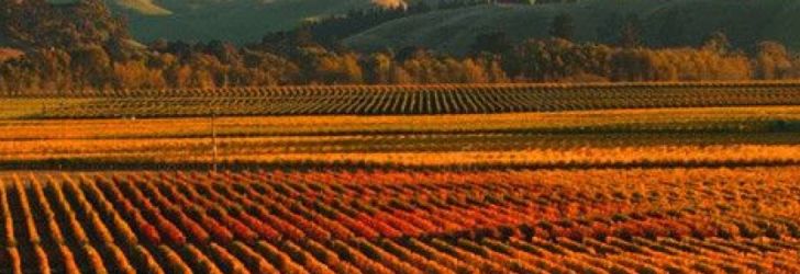 Buy Trinity Hill Wine - VINVM