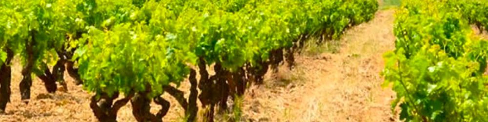 Buy Gran Cerdo Wine - VINVM