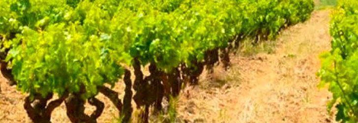 Buy Gran Cerdo Wine - VINVM