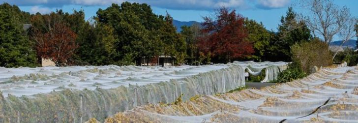 Buy Ata Rangi Wine - VINVM