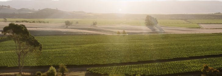Buy Babich Wine - VINVM
