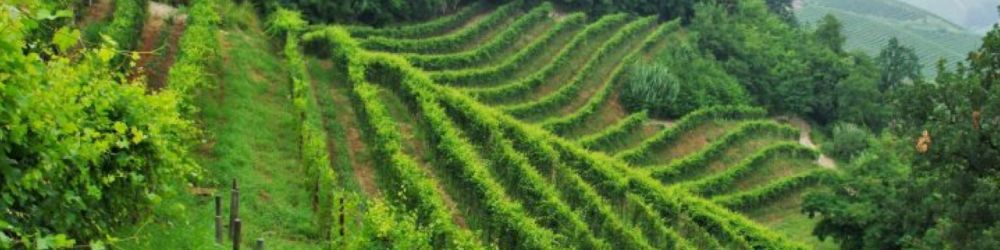 Buy Brovia Wine - VINVM