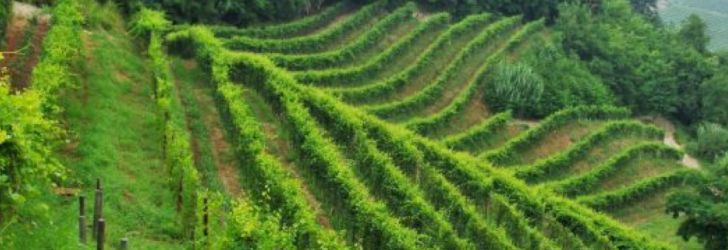 Buy Brovia Wine - VINVM