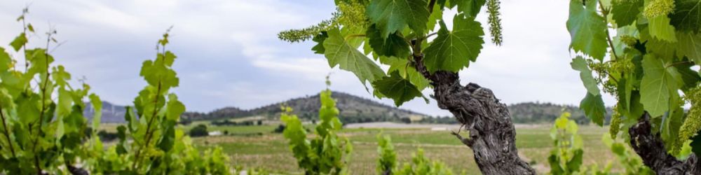 Buy Casa Castillo Wine - VINVM