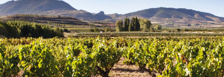 Buy Castillo Clavijo Wine - VINVM