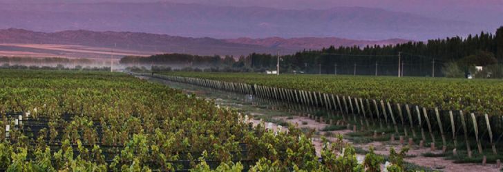 Buy Chakana Atorrante Malbec 2023 - VINVM