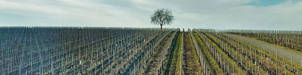 Buy Cramele Recas Wine - VINVM