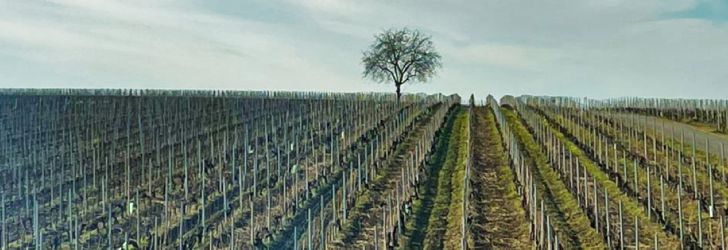 Buy Cramele Recas Wine - VINVM