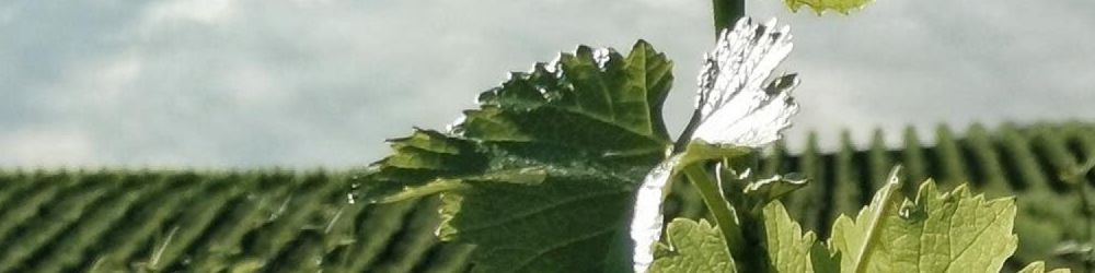 Buy Dog Point Vineyard Section 94 Sauvignon Blanc 2020 - VINVM