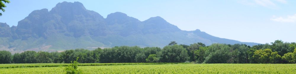 Buy Fairview Paarl Viognier 2022 - VINVM