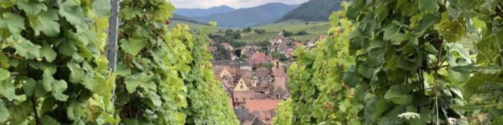 Buy Famille Hugel Wine - VINVM