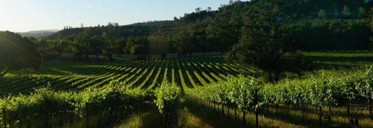 Buy Ironstone Merlot 2021 - VINVM