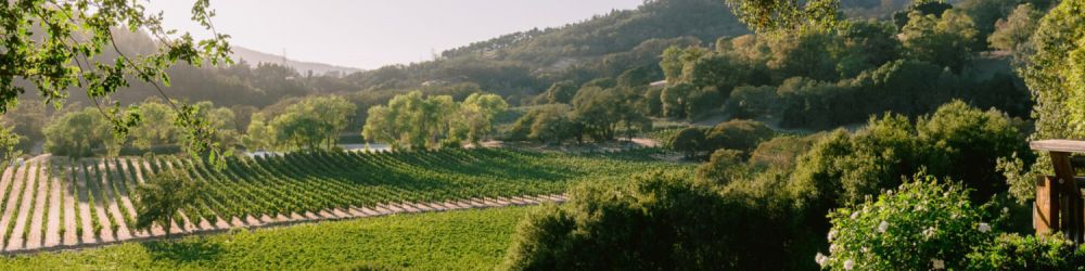 Buy Joseph Phelps Freestone Vineyards Pinot Noir 2017 - VINVM