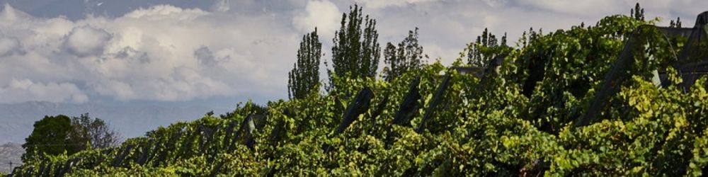 Buy La Posta Pizzella Malbec Mendoza 2021 - VINVM