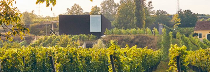 Buy Loimer Wine - VINVM