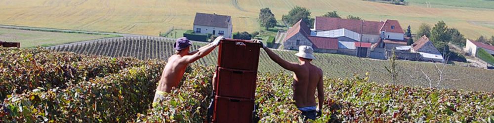 Buy Pierre Mignon Wine - VINVM