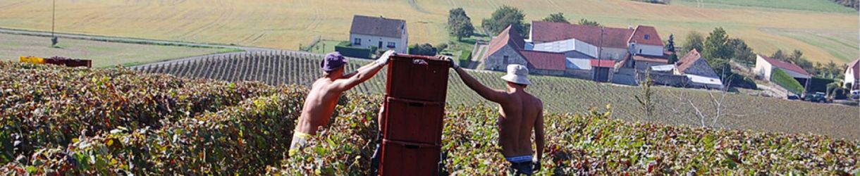 Buy Pierre Mignon Wine - VINVM