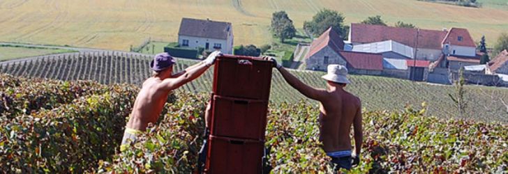 Buy Pierre Mignon Wine - VINVM