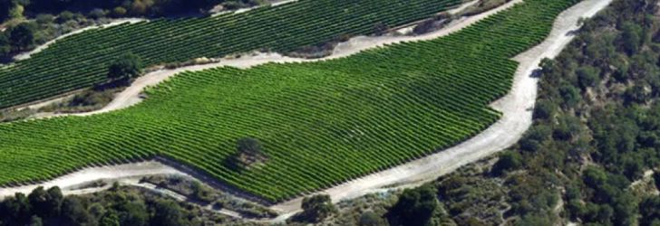 Buy Pisoni Wine - VINVM