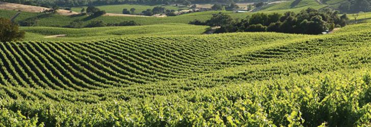 Buy Rodney Strong Vineyards Cabernet Sauvignon Sonoma County 2021 - VINVM