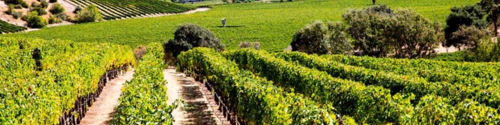 Buy Scotto Family Wines Wine - VINVM Buy Scotto Family Wines Wine - VINVM