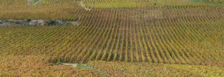 Buy Simon Colin Wine - VINVM