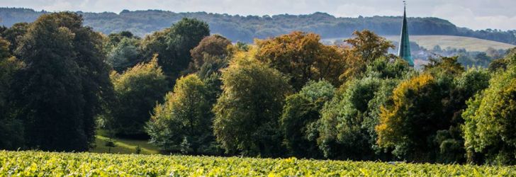 Buy Simpsons Wine Estate Wine - VINVM