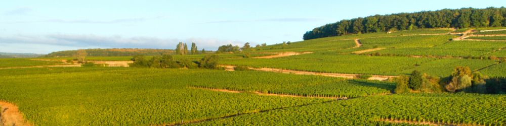 Buy Domaine Tollot-Beaut Chorey-Lès-Beaune 2023 - VINVM